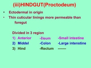 Digestive system of insect and Digestion in insect.pptx