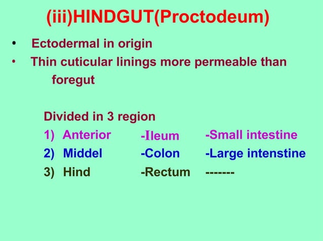 Digestive system of insect and Digestion in insect.pptx