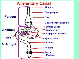 Digestive system of insect and Digestion in insect.pptx