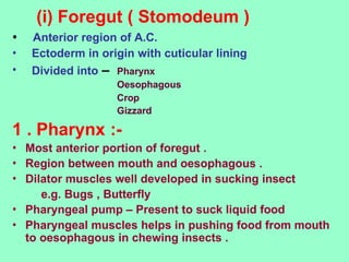 Digestive system of insect and Digestion in insect.pptx