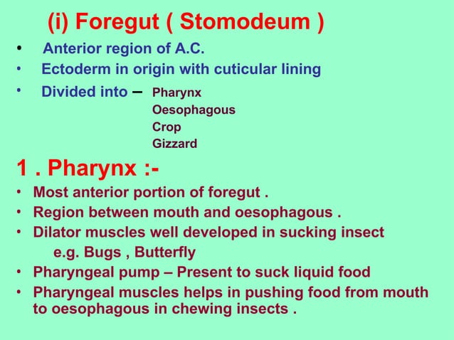 Digestive system of insect and Digestion in insect.pptx