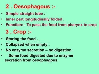 Digestive system of insect and Digestion in insect.pptx