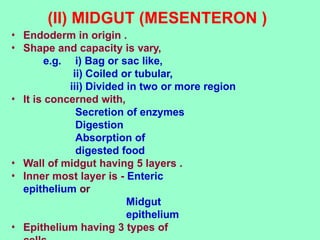 Digestive system of insect and Digestion in insect.pptx