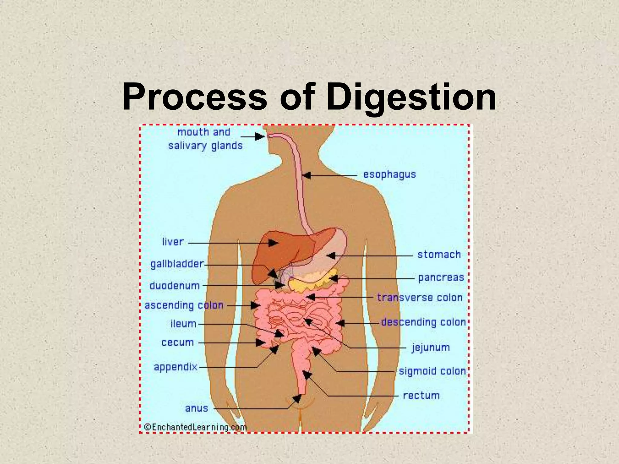 Digestive_systemand_Excretory_System.ppt