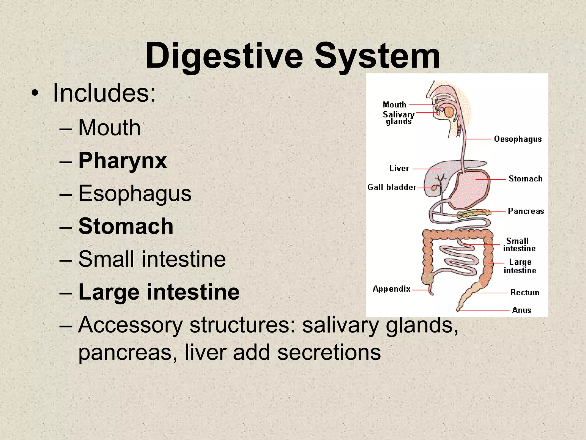 Digestive_systemand_Excretory_System.ppt