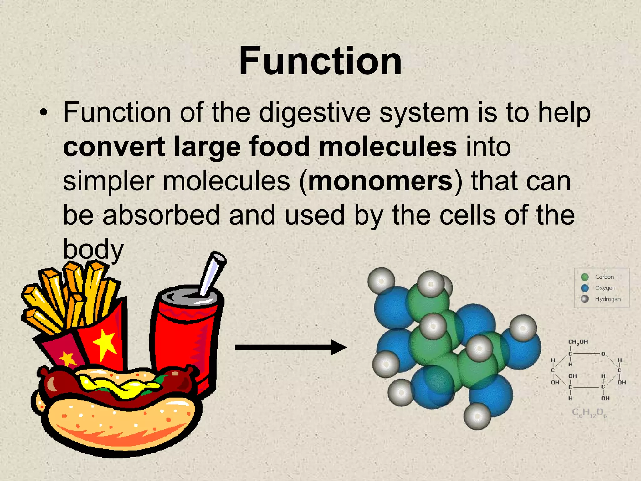 Digestive_systemand_Excretory_System.ppt