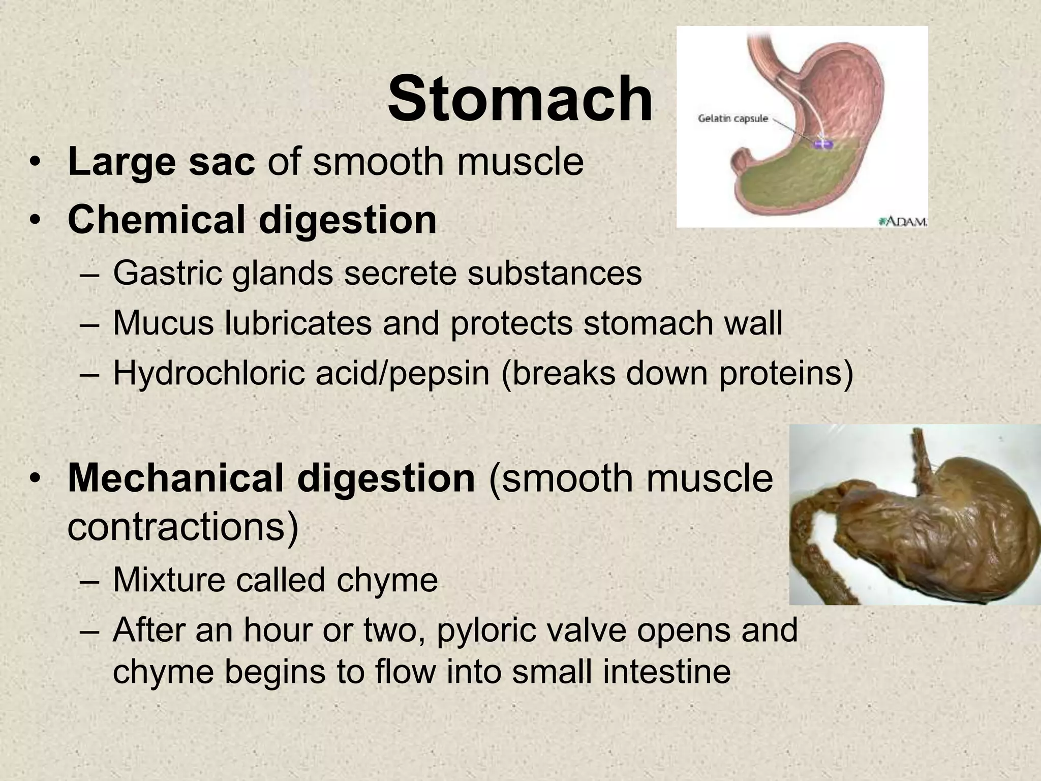 Digestive_systemand_Excretory_System.ppt