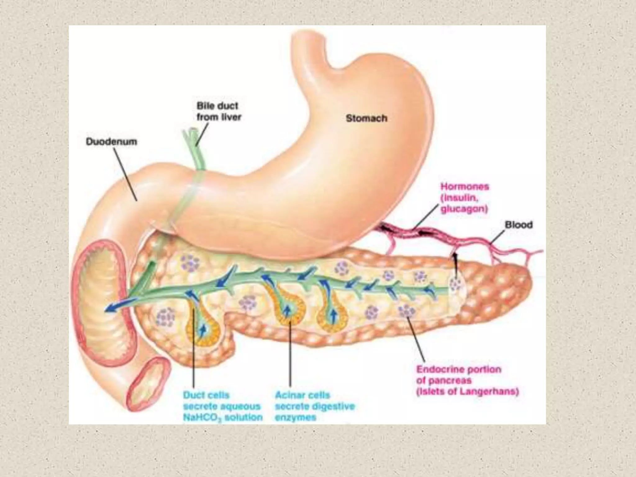 Digestive_systemand_Excretory_System.ppt
