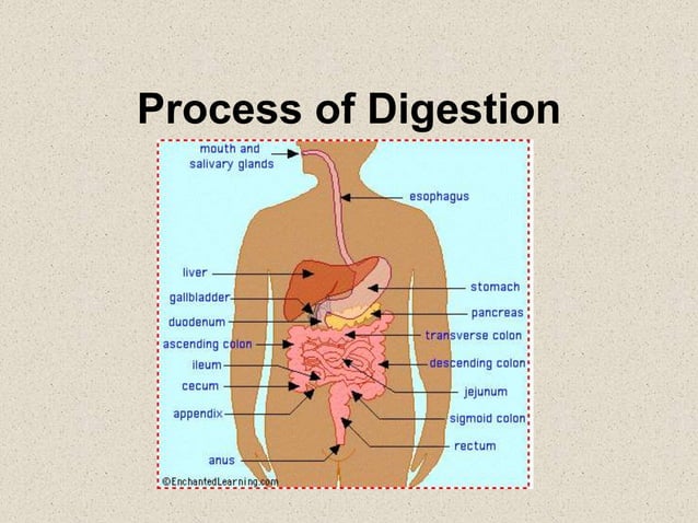 Digestive_systemand_Excretory_System.ppt