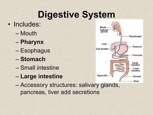 Digestive_systemand_Excretory_System.ppt