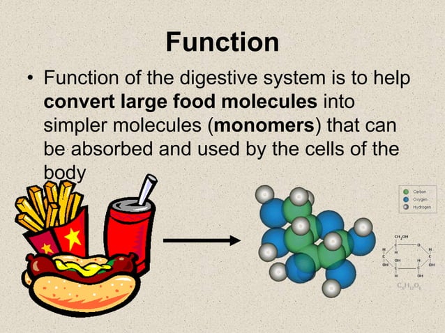 Digestive_systemand_Excretory_System.ppt