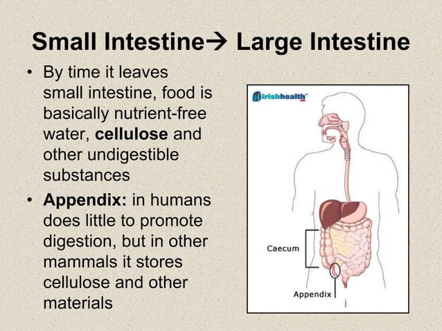 Digestive_systemand_Excretory_System.ppt