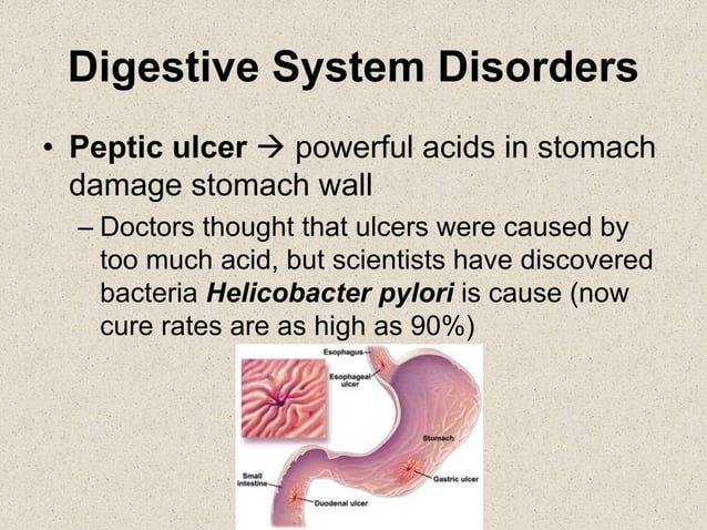 Digestive_systemand_Excretory_System.ppt