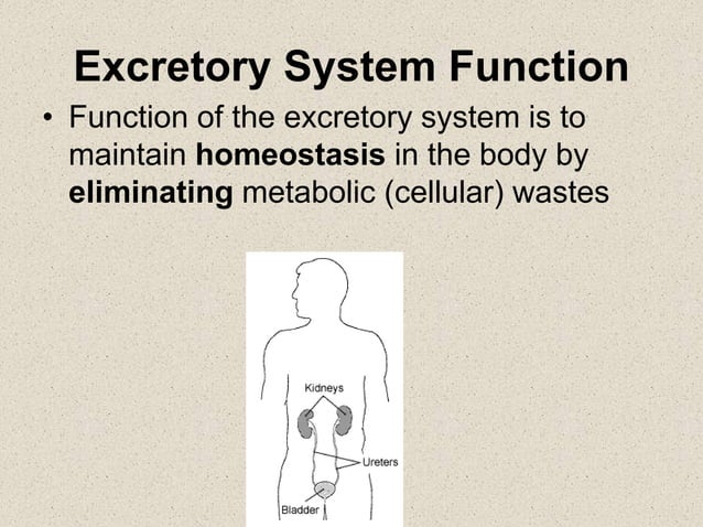 Digestive_systemand_Excretory_System.ppt