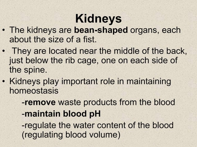 Digestive_systemand_Excretory_System.ppt