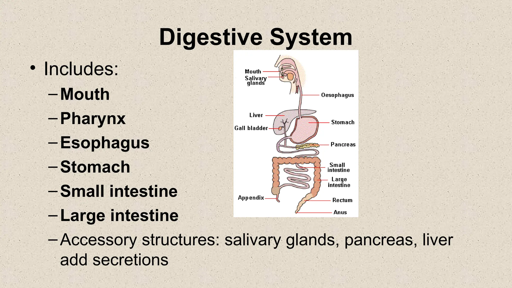 Digestive_systemand_Excretory_System.ppt