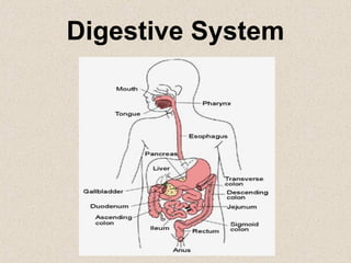 Digestive_systemand_Excretory_System.ppt