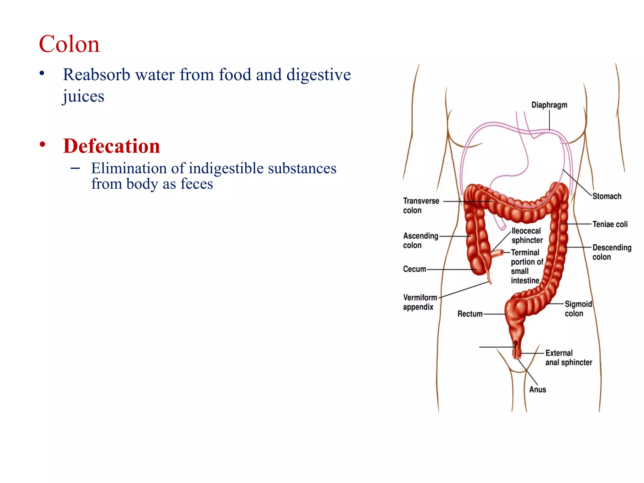 Digestive system and its disease | PPT