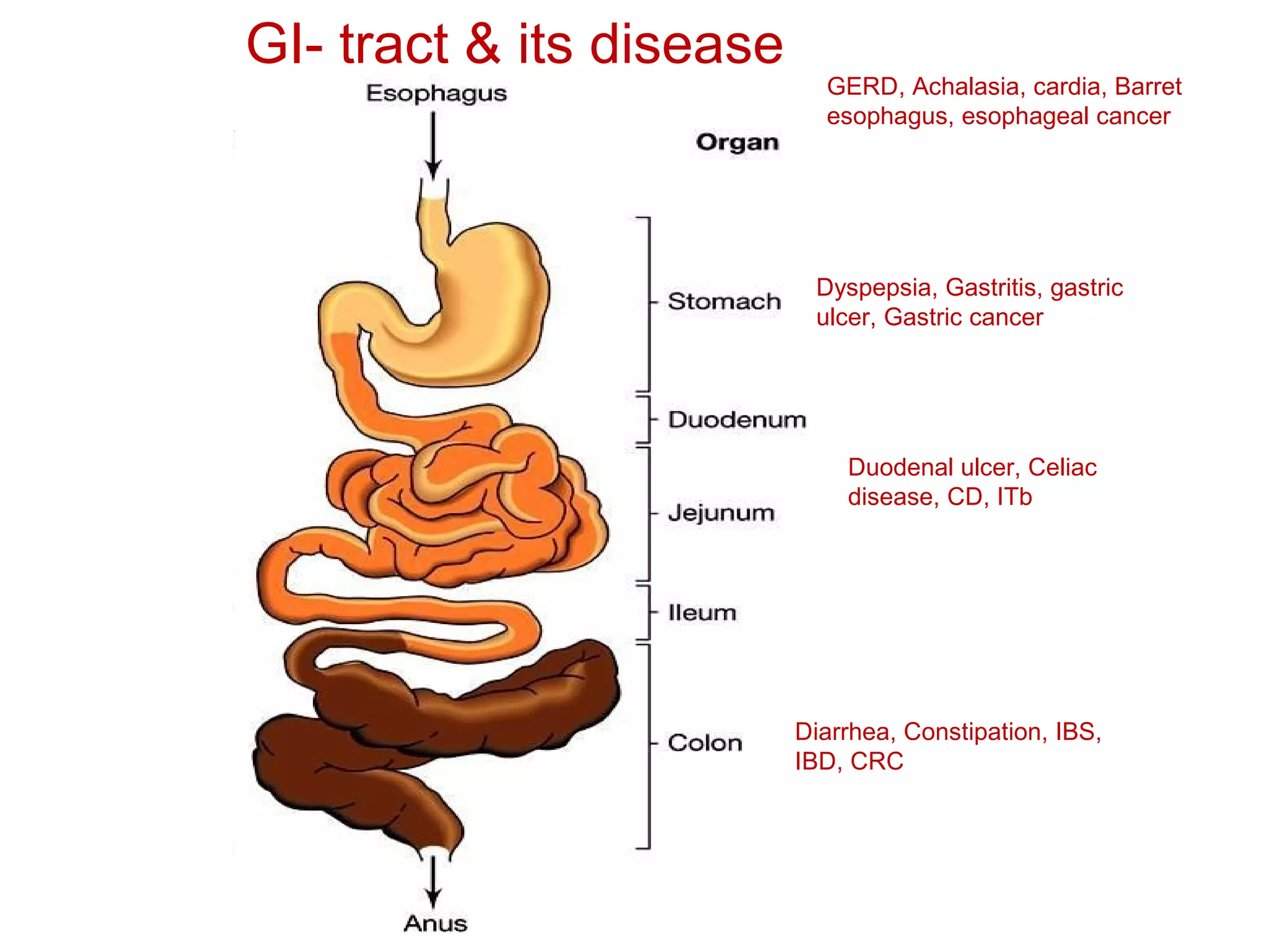 Digestive system and its disease | PPT