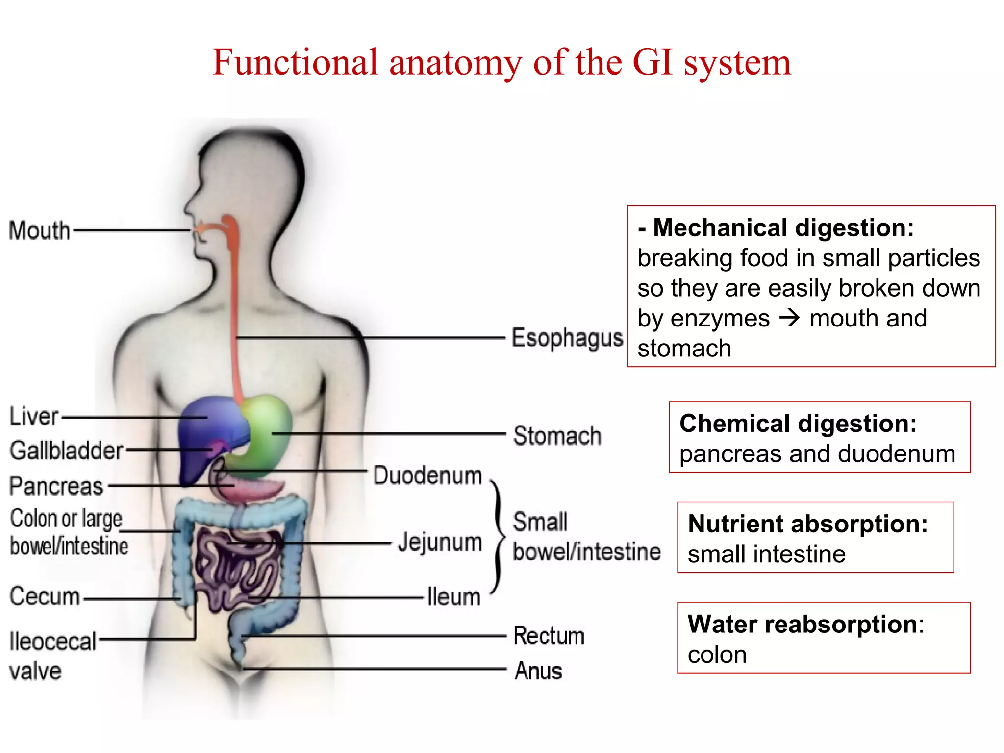 Digestive system and its disease | PPT