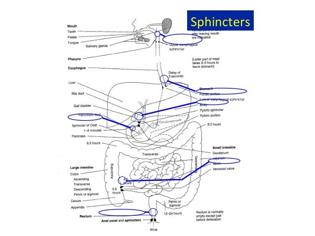 Digestive system and its disease