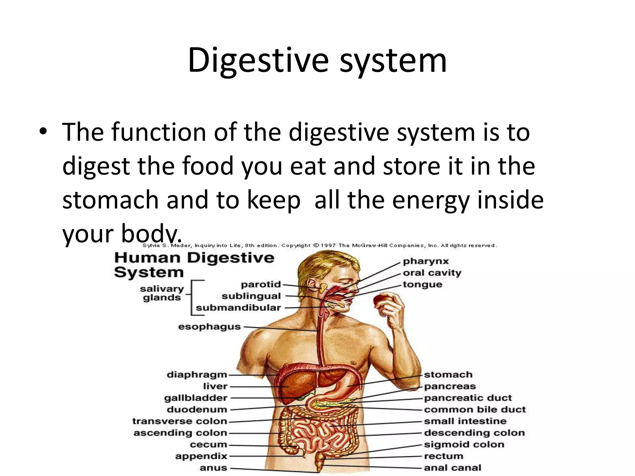Digestive system and muscular system owen | PPTX | Biological Sciences ...