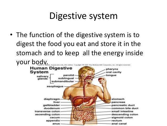 Digestive system and muscular system owen