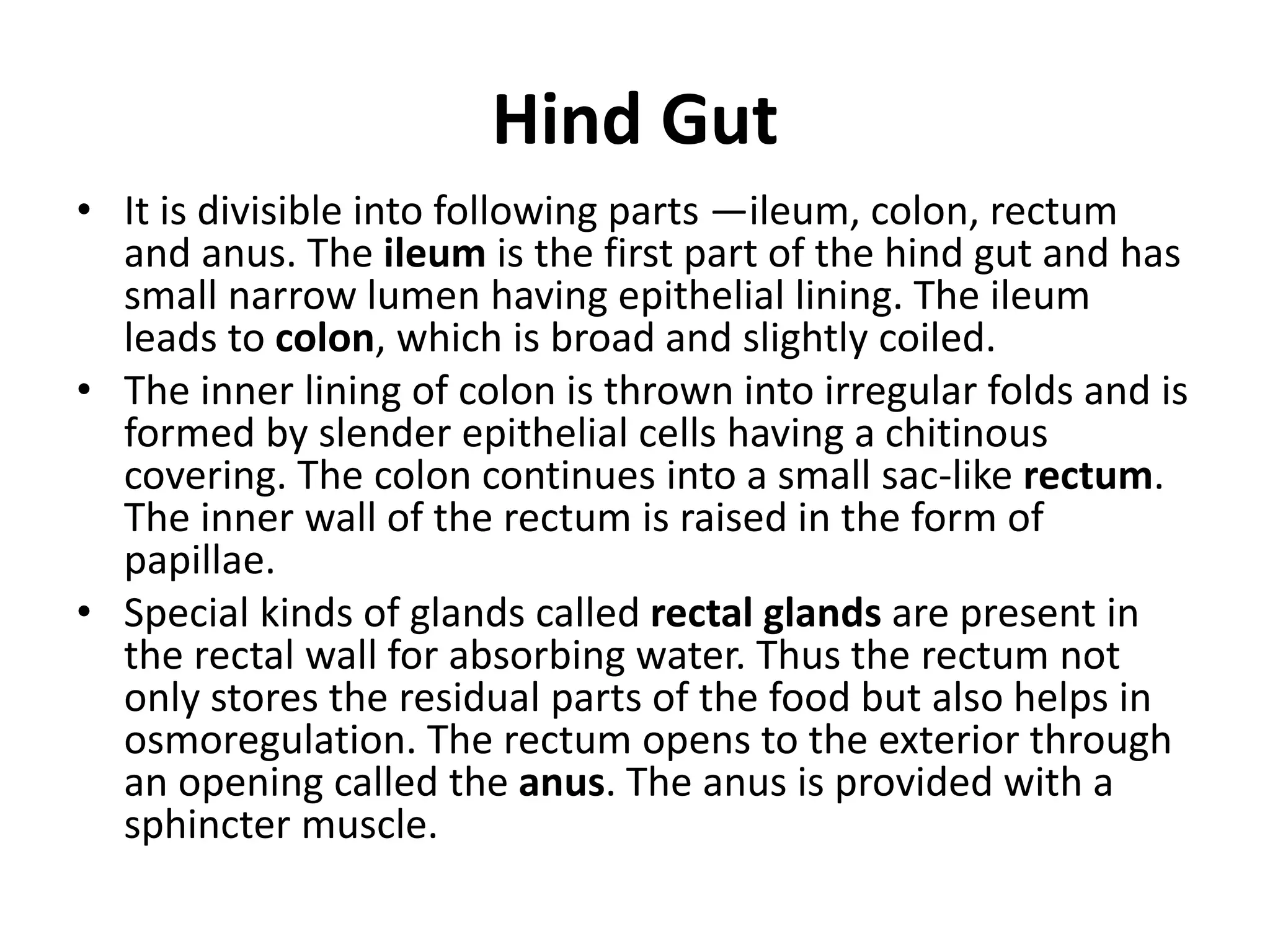 Digestive System and Nervous System of Invertebrate.pptx
