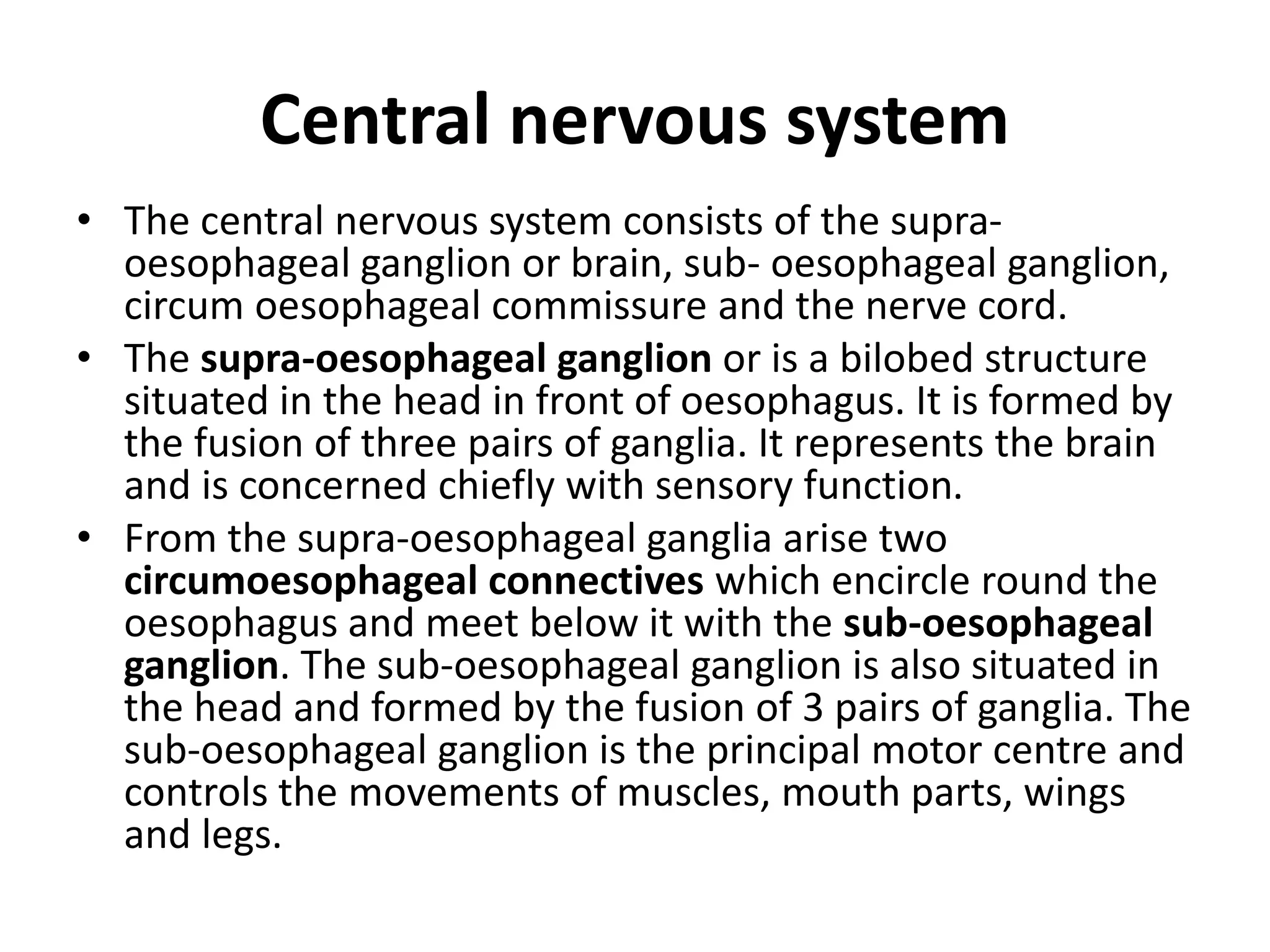 Digestive System and Nervous System of Invertebrate.pptx