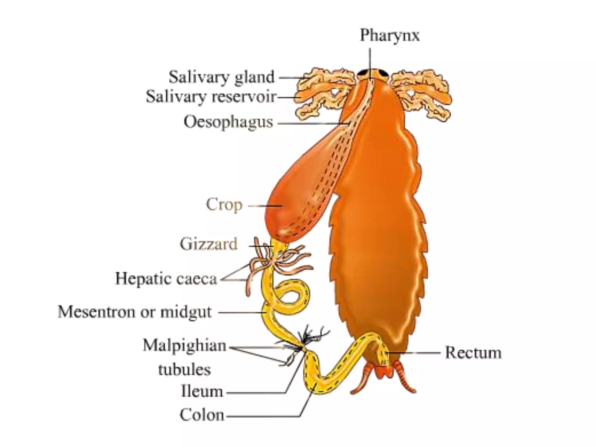 Digestive System and Nervous System of Invertebrate.pptx