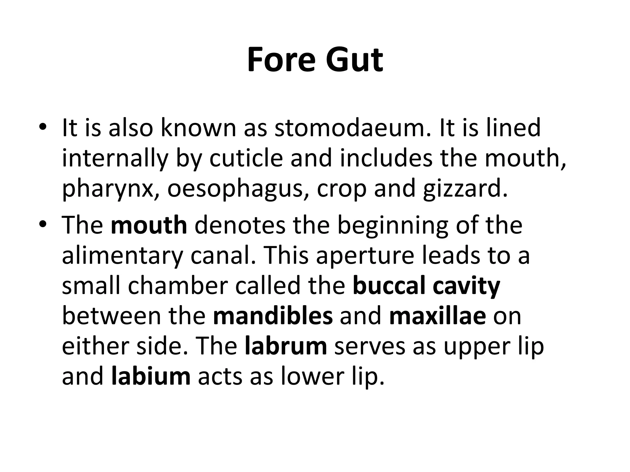 Digestive System and Nervous System of Invertebrate.pptx