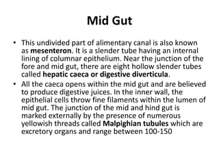 Digestive System and Nervous System of Invertebrate.pptx