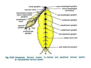 Digestive System and Nervous System of Invertebrate.pptx