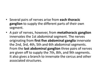 Digestive System and Nervous System of Invertebrate.pptx