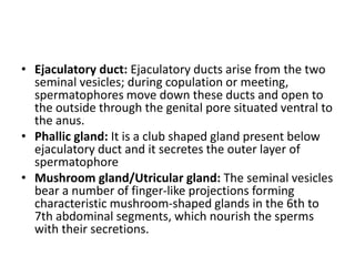 Digestive System and Nervous System of Invertebrate.pptx