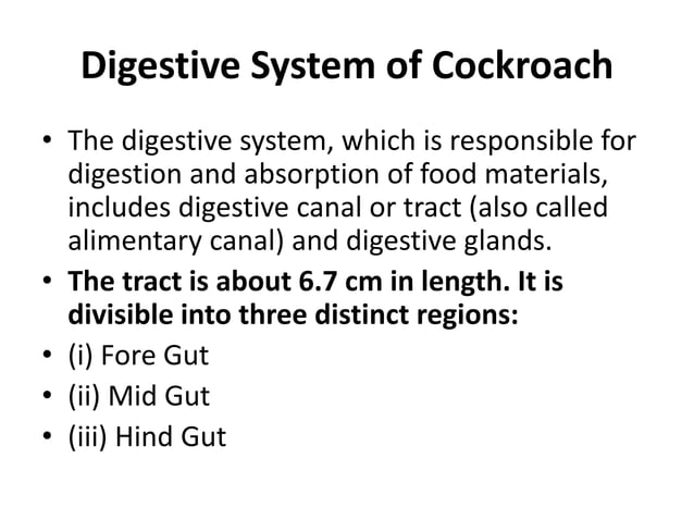 Digestive System and Nervous System of Invertebrate.pptx | Digestive ...