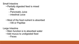 Digestive system animals | PPTX
