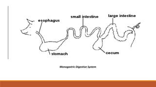 Digestive system animals | PPTX