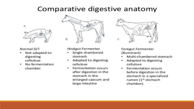 Digestive system animals | PPTX | Food & Drink