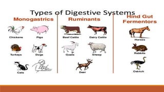 Digestive system animals | PPTX