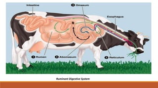 Digestive system animals | PPTX