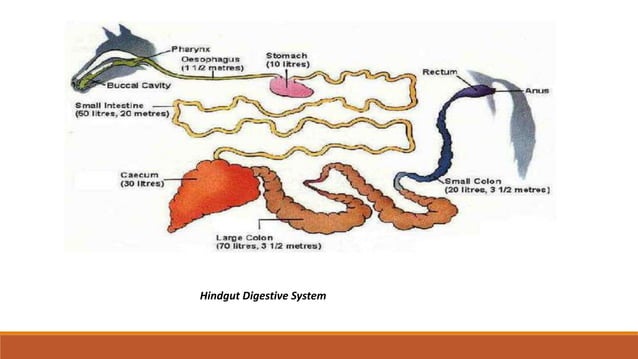 Digestive system animals