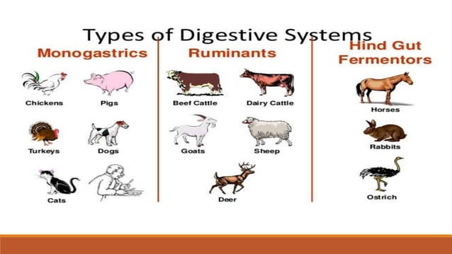 Digestive system animals