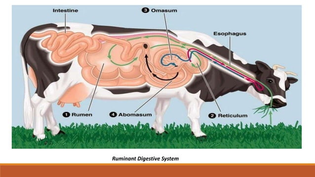 Digestive system animals