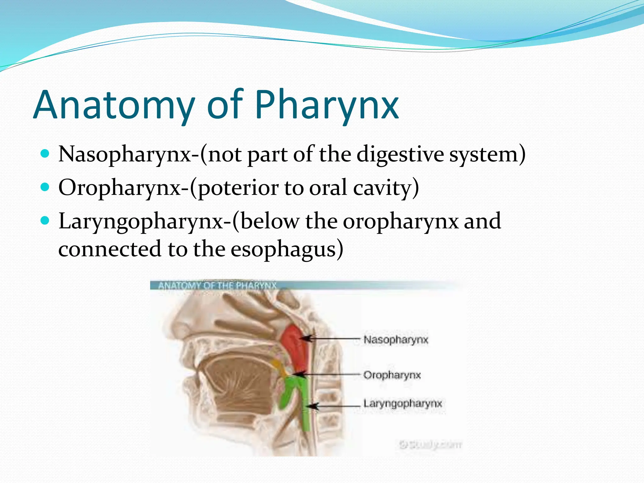 Digestive system A&P_065809.pptx slideshare | PPTX