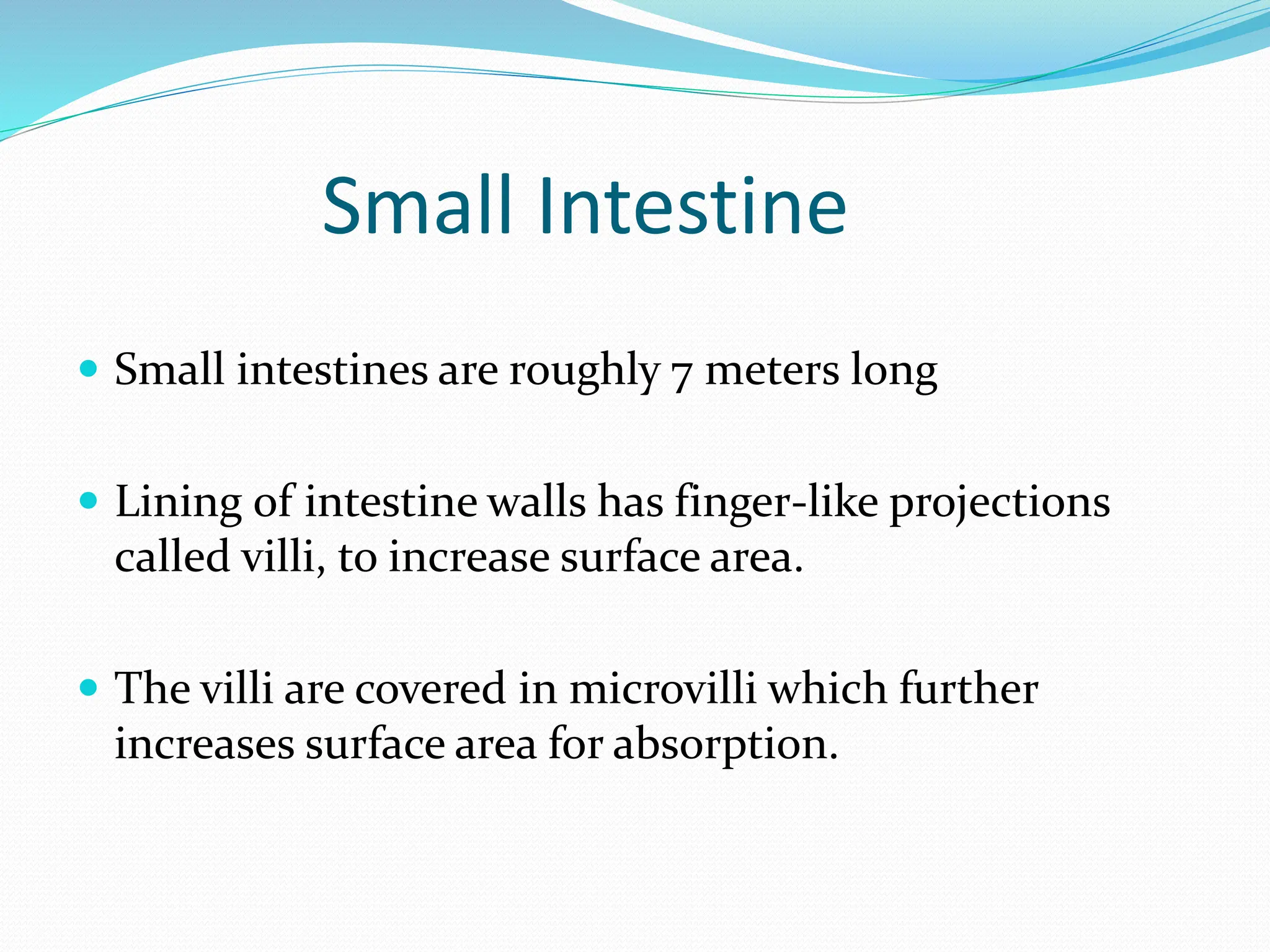 Digestive system A&P_065809.pptx slideshare | PPTX