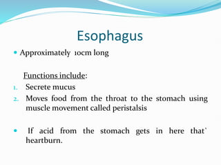 Digestive system A&P_065809.pptx slideshare | PPTX
