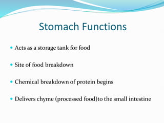 Digestive system A&P_065809.pptx slideshare | PPTX