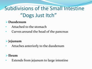 Digestive system A&P_065809.pptx slideshare | PPTX