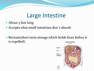 Digestive system A&P_065809.pptx slideshare | PPTX